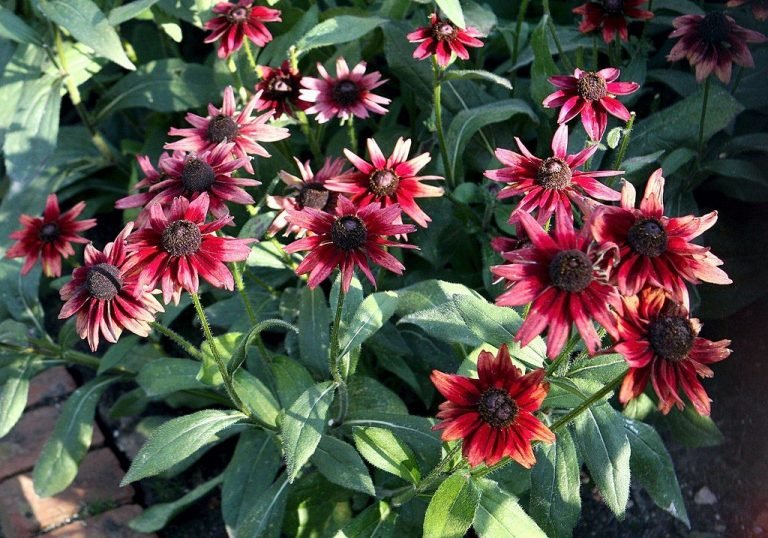 Black-eyed Susan 'Cherry Brandy' (Rudbeckia hirta 'Cherry Brandy ...
