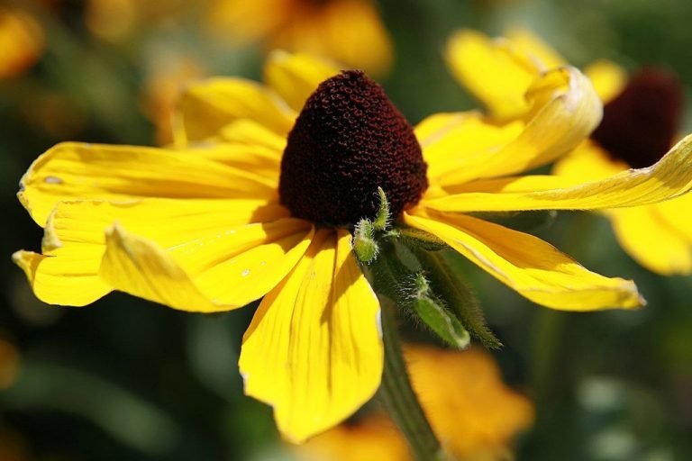 Black-eyed Susan 'Indian Summer' (Rudbeckia hirta 'Indian Summer ...