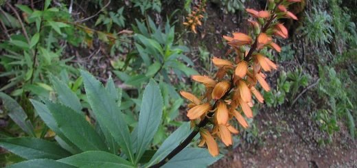 Sceptre foxglove (Digitalis sceptrum) - growing guides