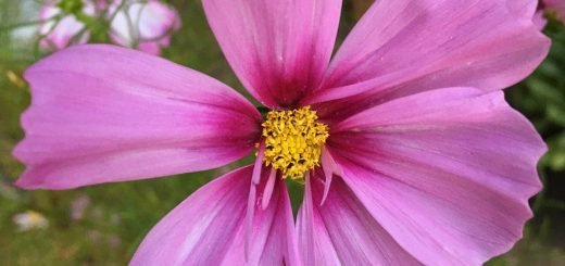 Cosmea 'Daydream' (Cosmos bipinnatus 'Daydream') - growing guides