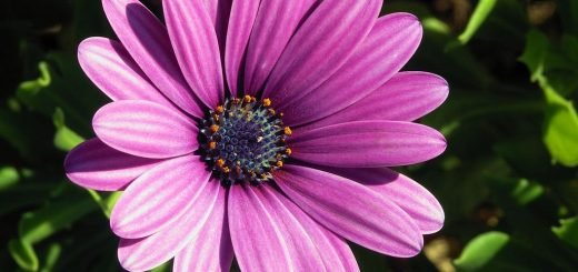 Fuchsia 'Deep Purple' - growing guides