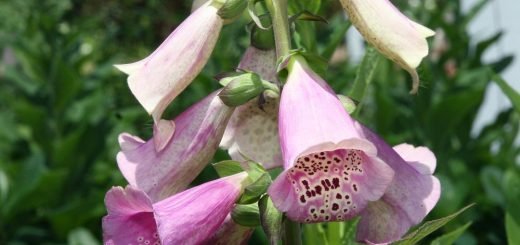 Foxglove 'Camelot Rose' (Digitalis purpurea 'Camelot Rose') - growing ...