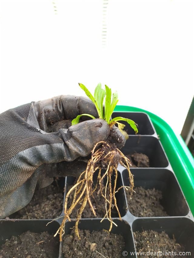 How to divide Helenium autumnale - Dear Plants