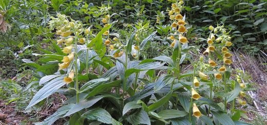 Spanish foxglove (Digitalis thapsi) - growing guides