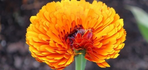Common marigold (Calendula officinalis) - growing guides