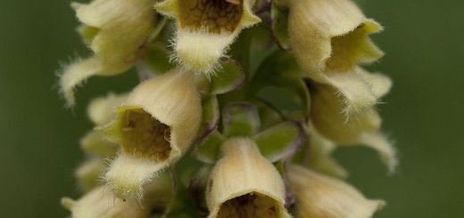 Spanish foxglove (Digitalis thapsi) - growing guides