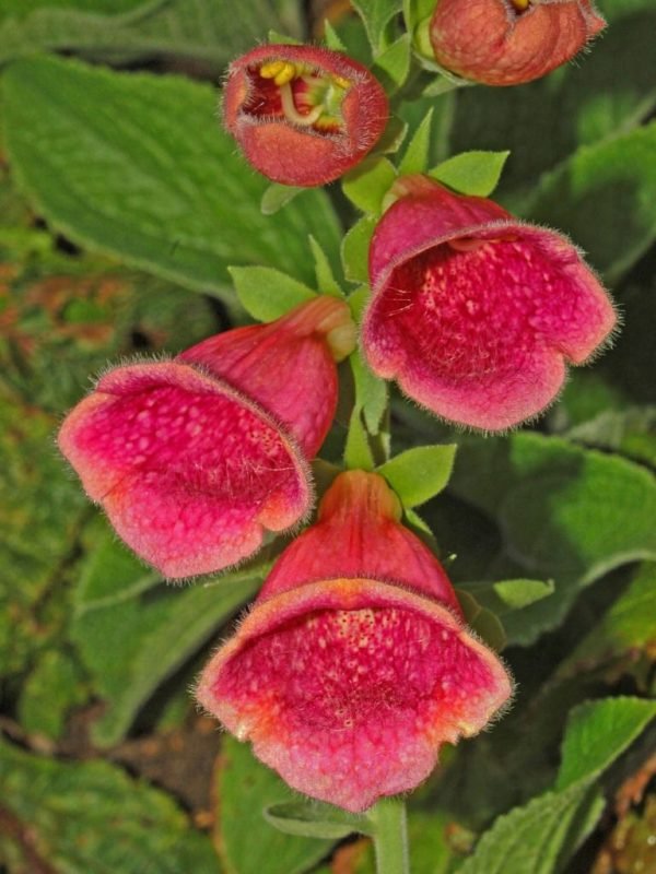 Strawberry foxglove (Digitalis × fulva) - growing guides