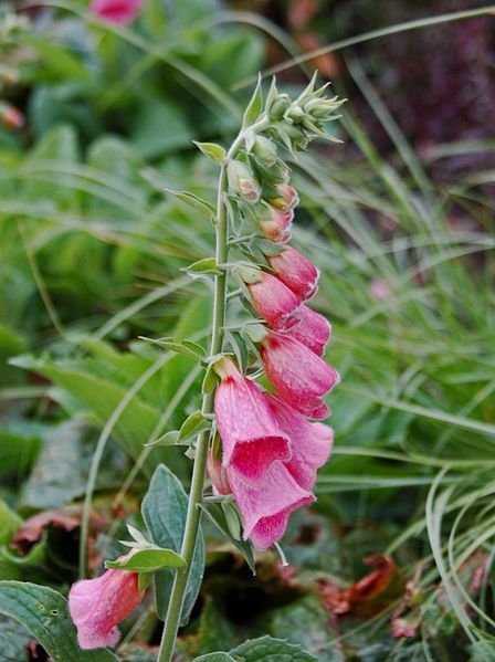 Strawberry foxglove (Digitalis × fulva) - growing guides