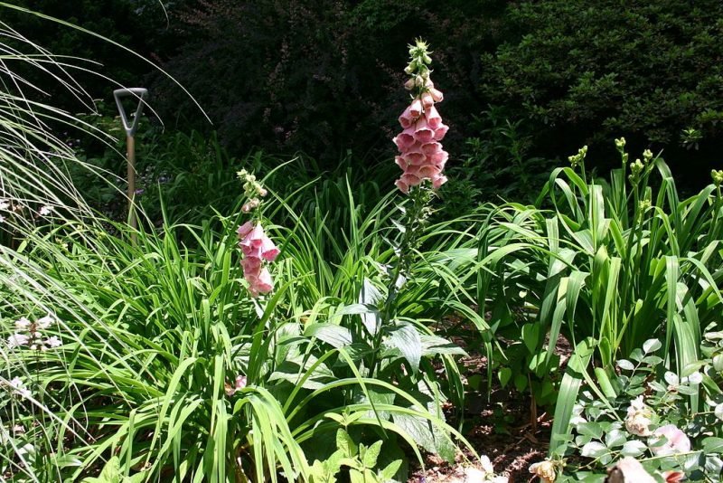 Strawberry foxglove (Digitalis × mertonensis) - growing guides