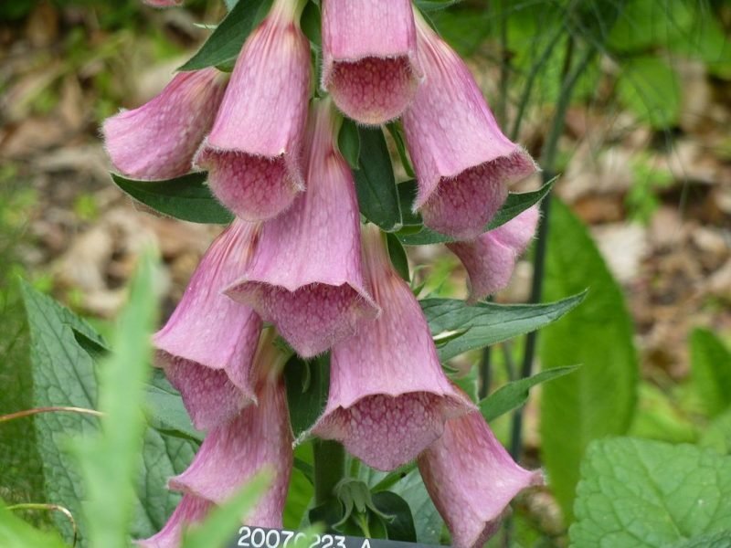 Strawberry foxglove (Digitalis × mertonensis) - growing guides