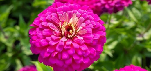 Zinnia 'Dreamland Rose' (Zinnia elegans 'Dreamland Rose') - growing guides