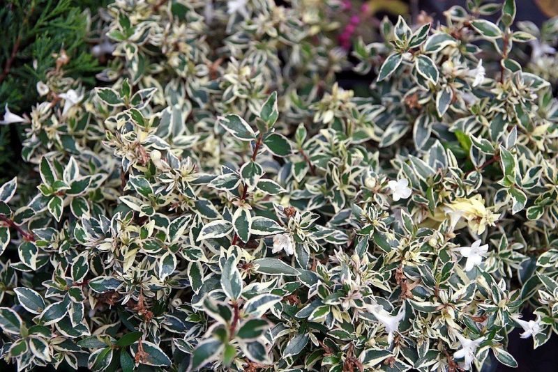 Abelia [Confetti] (Abelia × grandiflora Confetti 'Conti') - growing guides