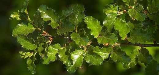 Roble beech (Nothofagus obliqua) - growing guides