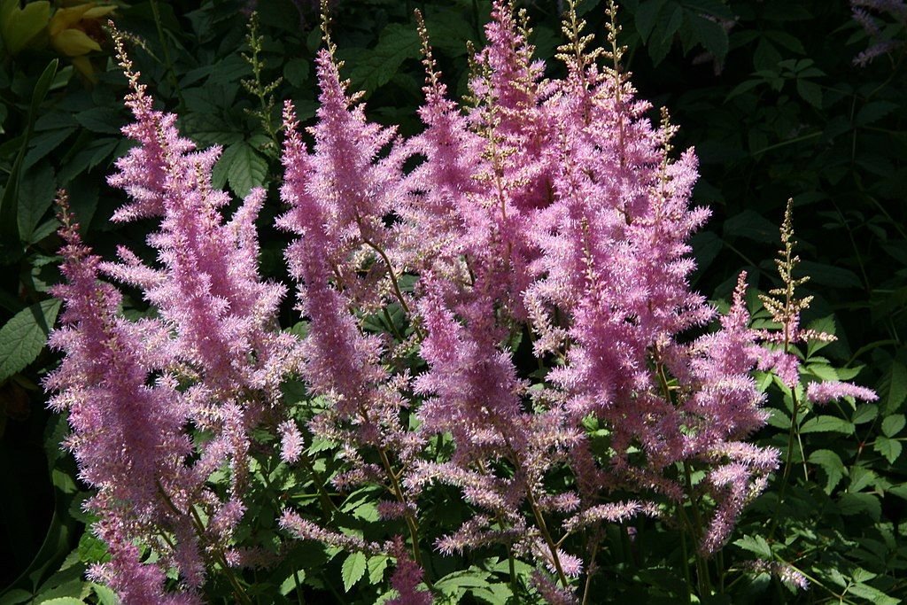 Astilbe 'Amethyst' (Astilbe 'Amethyst' (× arendsii)) - growing guides