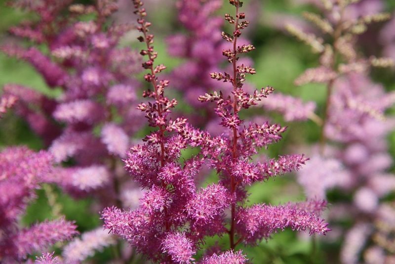 Astilbe 'Amethyst' (Astilbe 'Amethyst' (× arendsii)) - growing guides