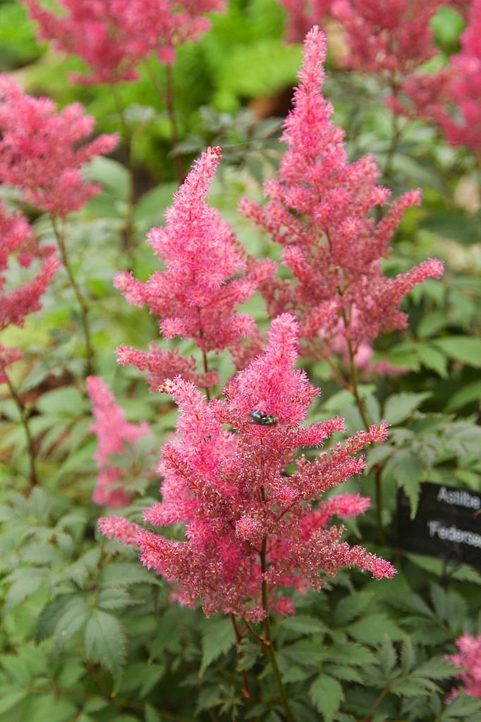 Astilbe 'Federsee' (Astilbe 'Federsee' (× arendsii)) - growing guides