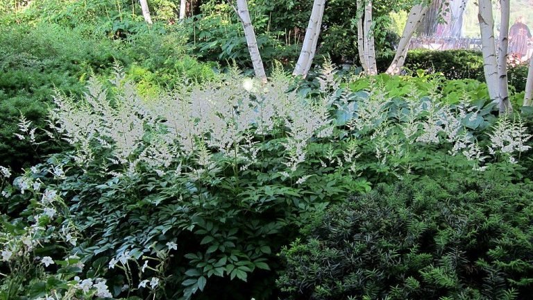 Astilbe 'Snowdrift' (Astilbe 'Snowdrift' (× arendsii)) - growing guides