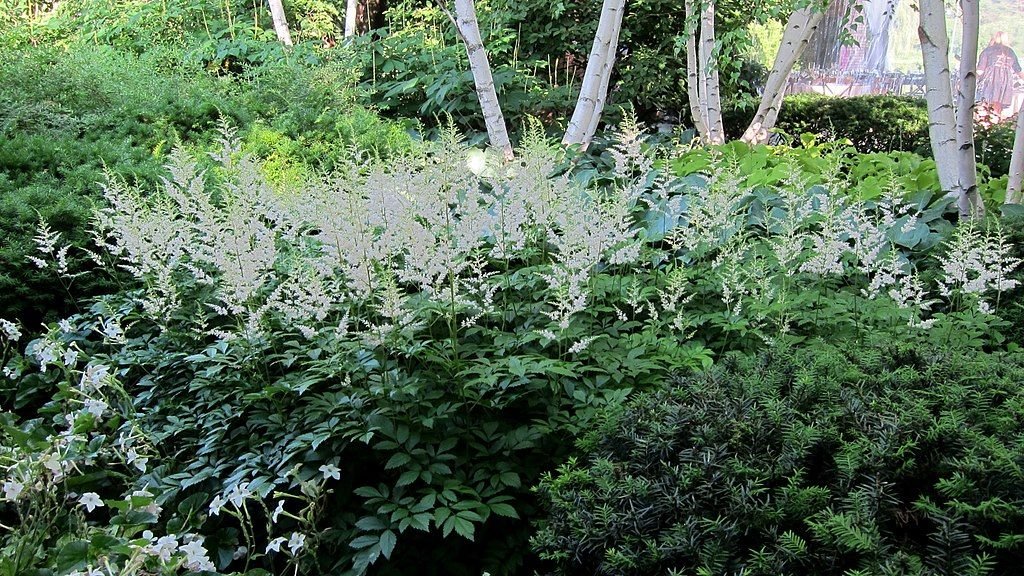 Astilbe 'Snowdrift' (Astilbe 'Snowdrift' (× arendsii)) - growing guides