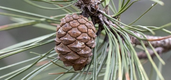 Pinus Genus - Dear Plants
