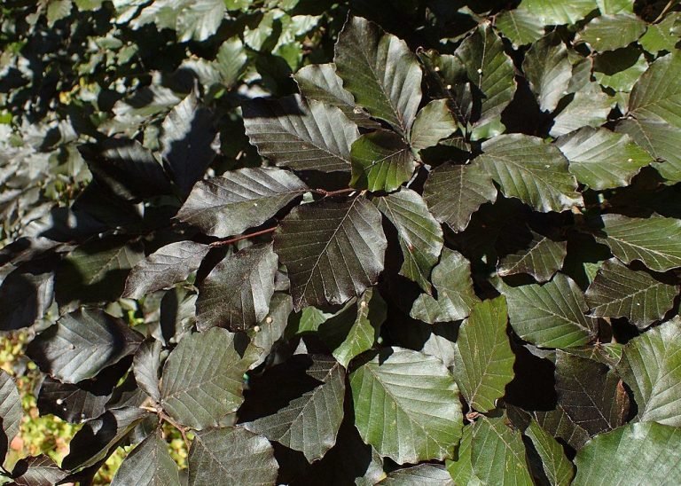 Beech 'Riversii' (Fagus sylvatica 'Riversii') - growing guides