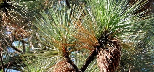 Pitch pine (Pinus rigida) - growing guides