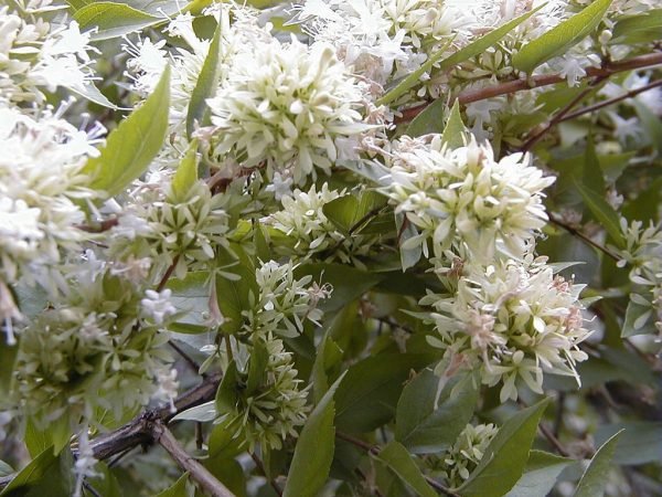 Chinese abelia (Abelia chinensis R. Br.) - growing guides