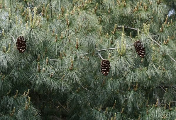 Chinese white pine (Pinus armandi) - growing guides