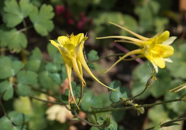 Columbine 'Yellow Queen' (Aquilegia chrysantha 'Yellow Queen ...