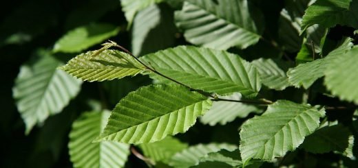 Common hornbeam 'Pendula' (Carpinus betulus 'Pendula') - growing guides
