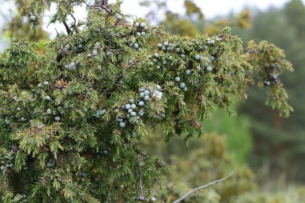 Common juniper (Juniperus communis) - growing guides