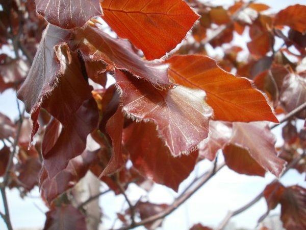 Copper beech (Fagus sylvatica 'atropurpurea') - growing guides