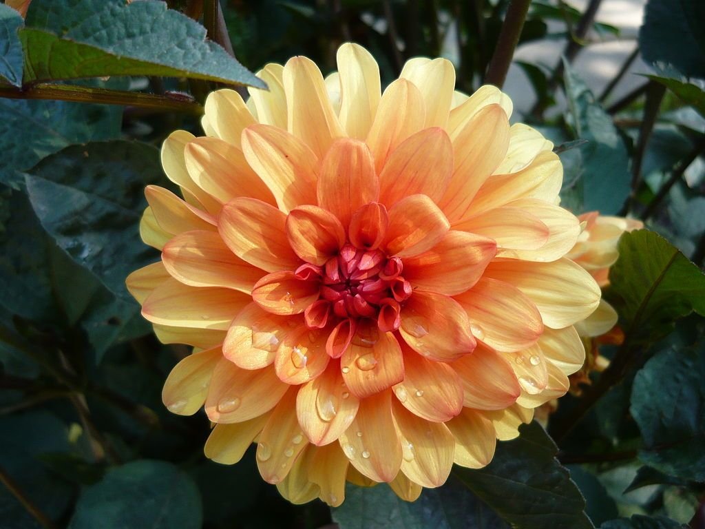 Dahlia 'David Howard' - growing guides