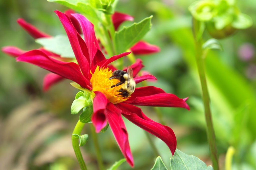 Dahlia 'Marie Schnugg' - growing guides