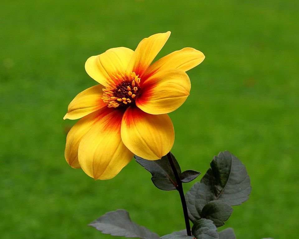 Dahlia 'Moonfire' - growing guides