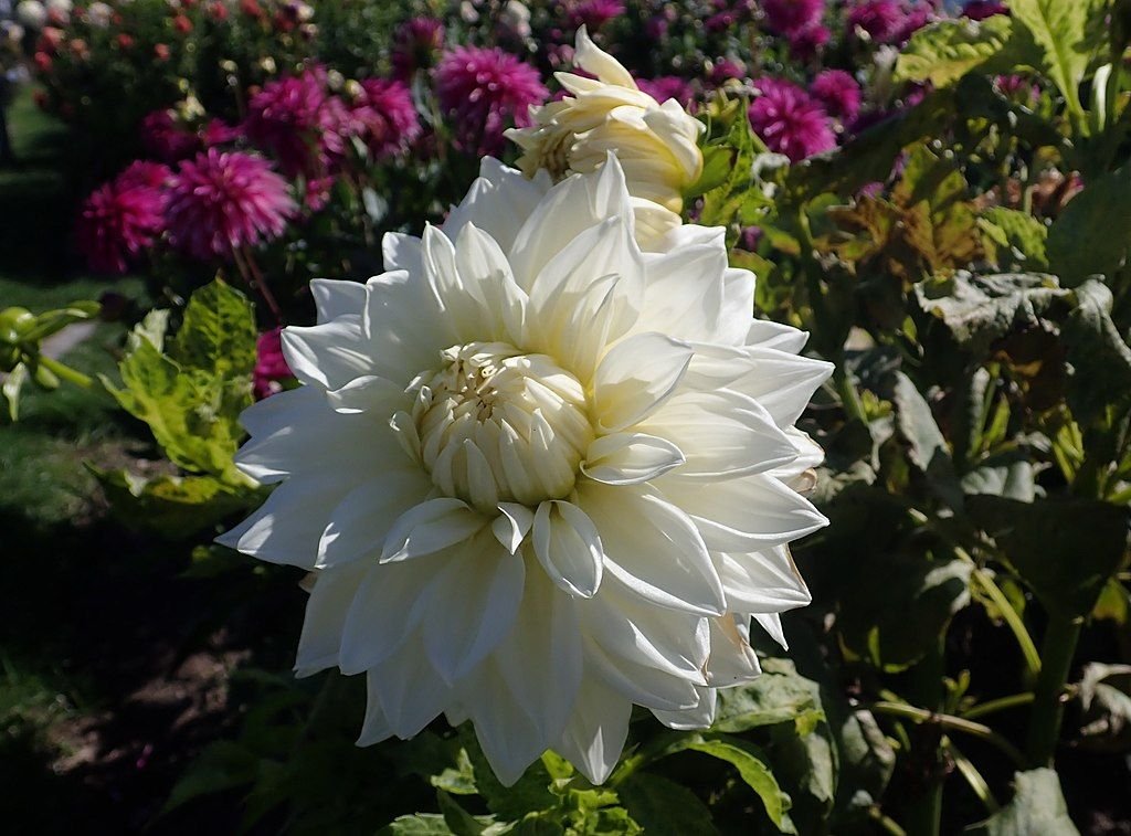 Dahlia 'White Alva's' - growing guides