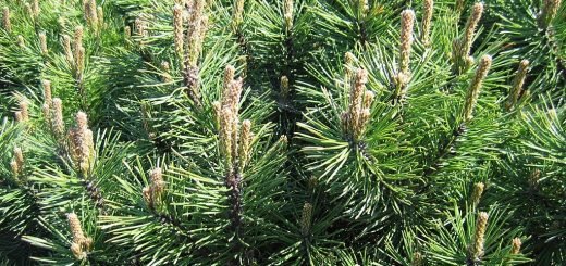 Dwarf mountain pine 'Humpy' (Pinus mugo 'Humpy') - growing guides