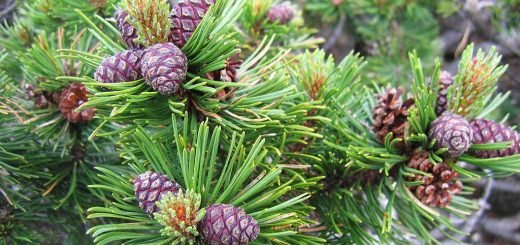 Dwarf mountain pine 'Humpy' (Pinus mugo 'Humpy') - growing guides