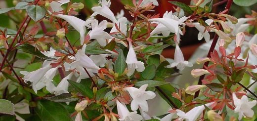 Abelia [Confetti] (Abelia × grandiflora Confetti 'Conti') - growing guides