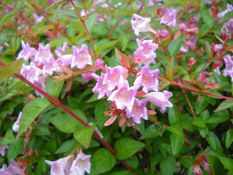 Glossy abelia (Abelia × grandiflora) - growing guides