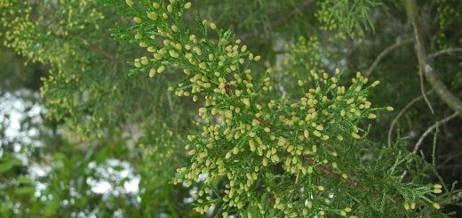 Chinese juniper (Juniperus chinensis) - growing guides