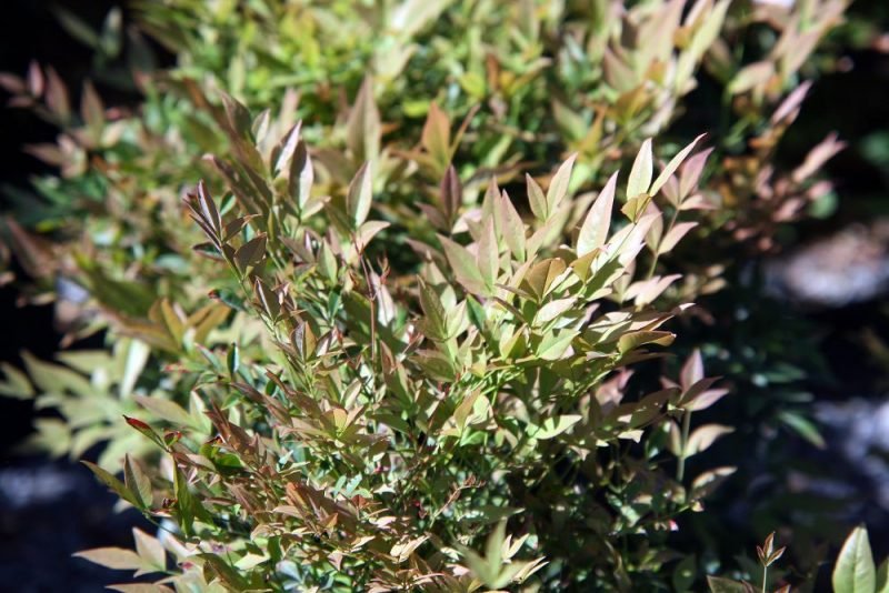 Heavenly bamboo 'Gulf Stream' (Nandina domestica 'Gulf Stream ...