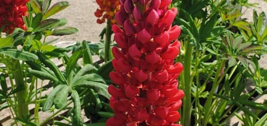 Pearl lupin (Lupinus mutabilis) - growing guides