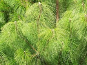 Mexican yellow pine (Pinus patula) - growing guides