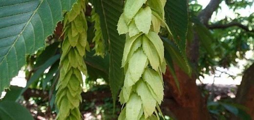 Japanese hornbeam (Carpinus japonica) - growing guides