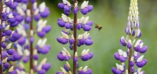 Lupin 'Beefeater' (Lupinus 'Beefeater') - growing guides