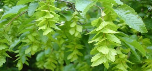 Japanese hornbeam (Carpinus japonica) - growing guides