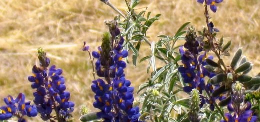 Tree lupin (Lupinus arboreus) - growing guides
