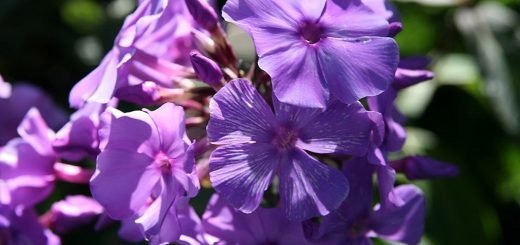 Perennial phlox 'Blue Boy' (Phlox paniculata 'Blue Boy') - growing guides