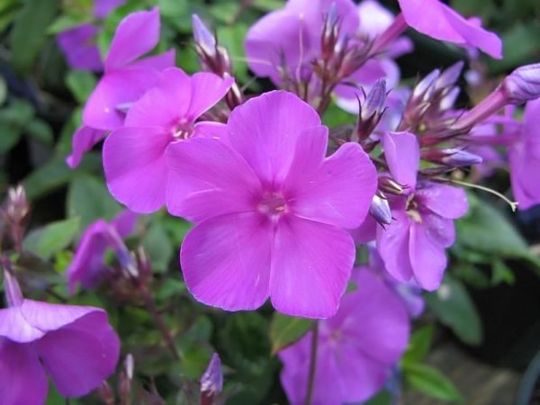 Perennial phlox 'Eva Cullum' (Phlox paniculata 'Eva Cullum') - growing ...