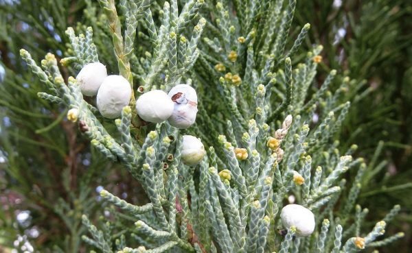 Rocky Mountain juniper 'Blue Arrow' (Juniperus scopulorum 'Blue Arrow ...
